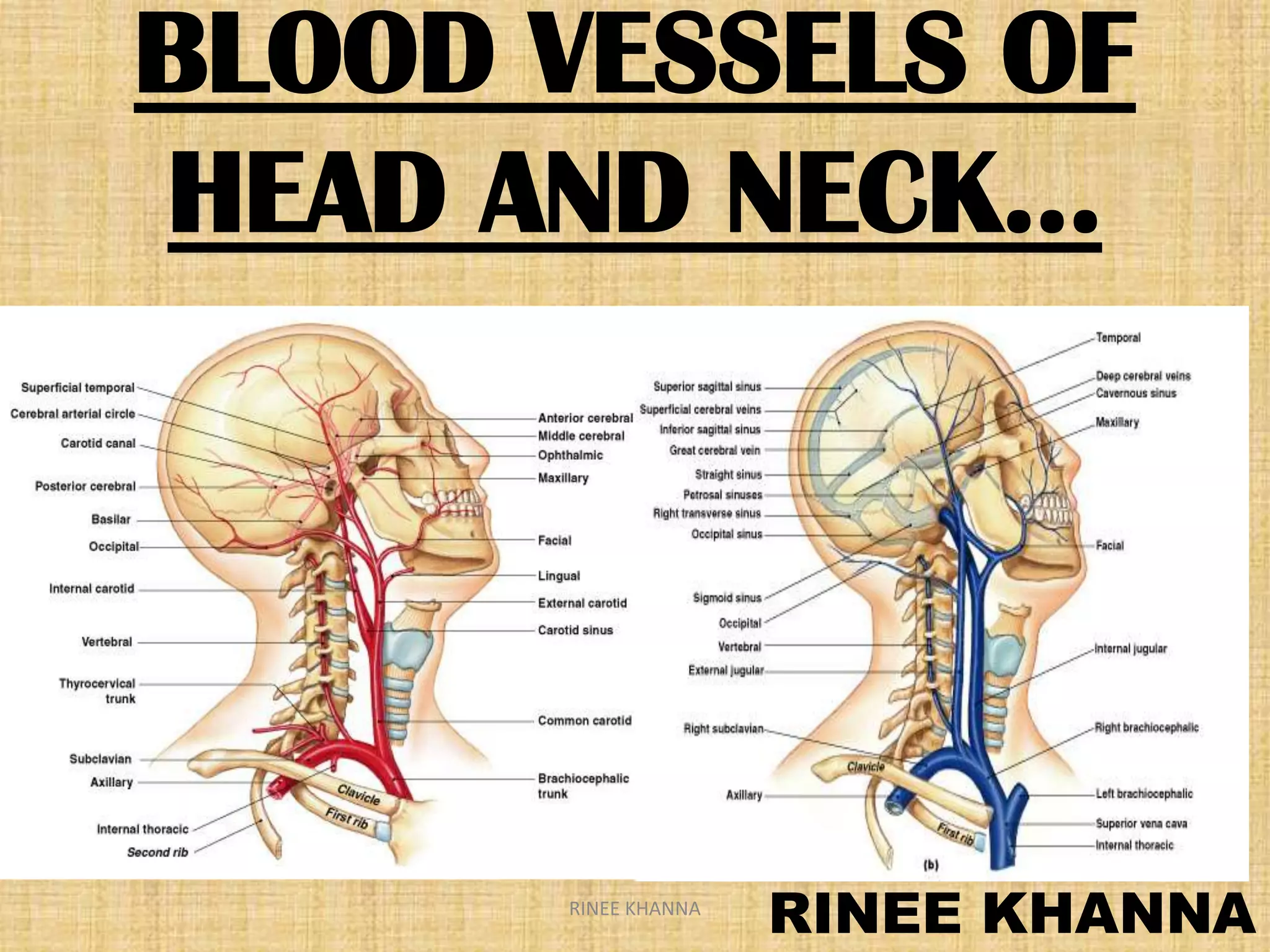 Blood vessels of head and neck | PPT