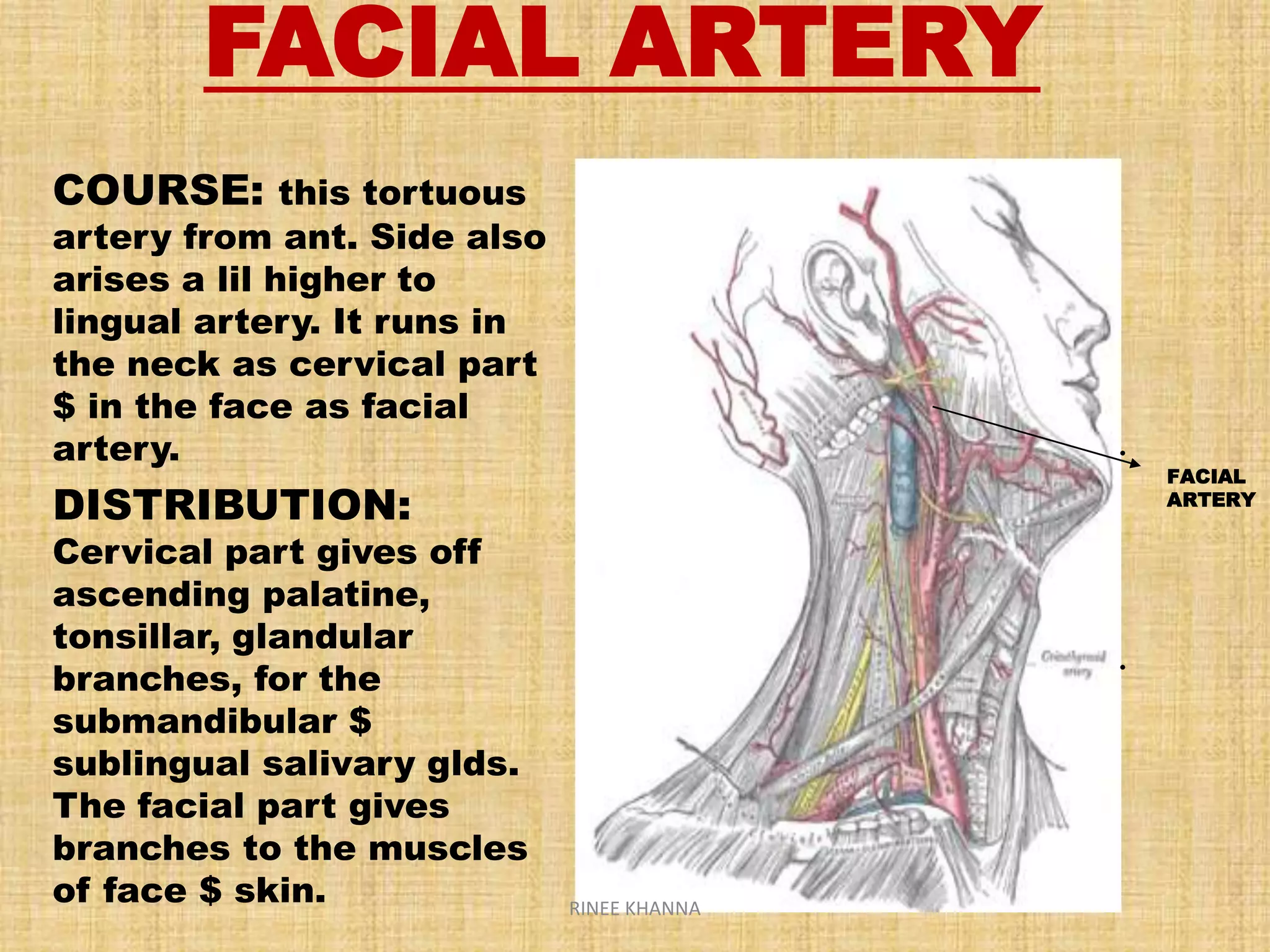 Blood vessels of head and neck | PPT