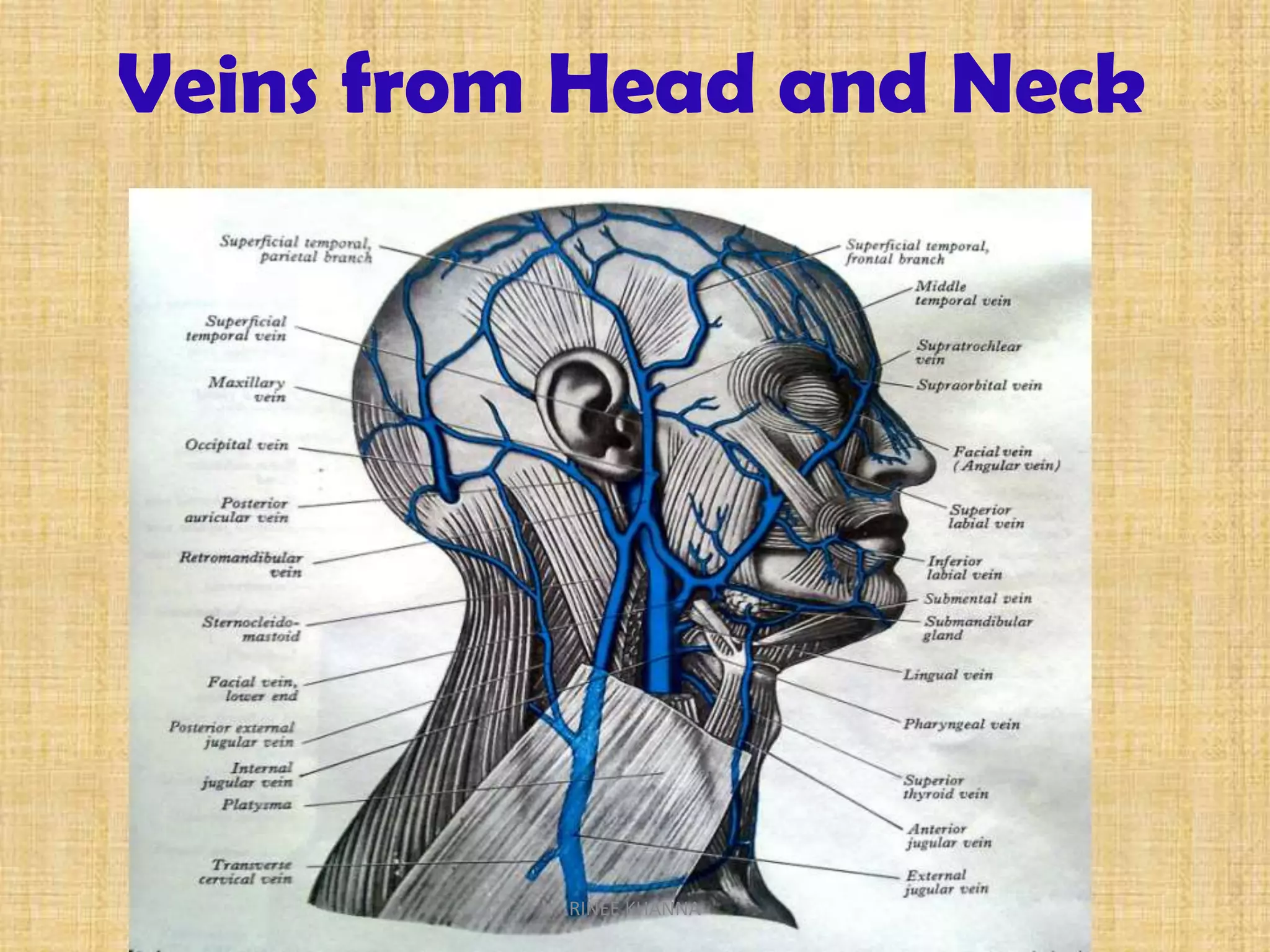 Blood vessels of head and neck | PPT