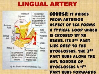 Blood vessels of head and neck | PPT