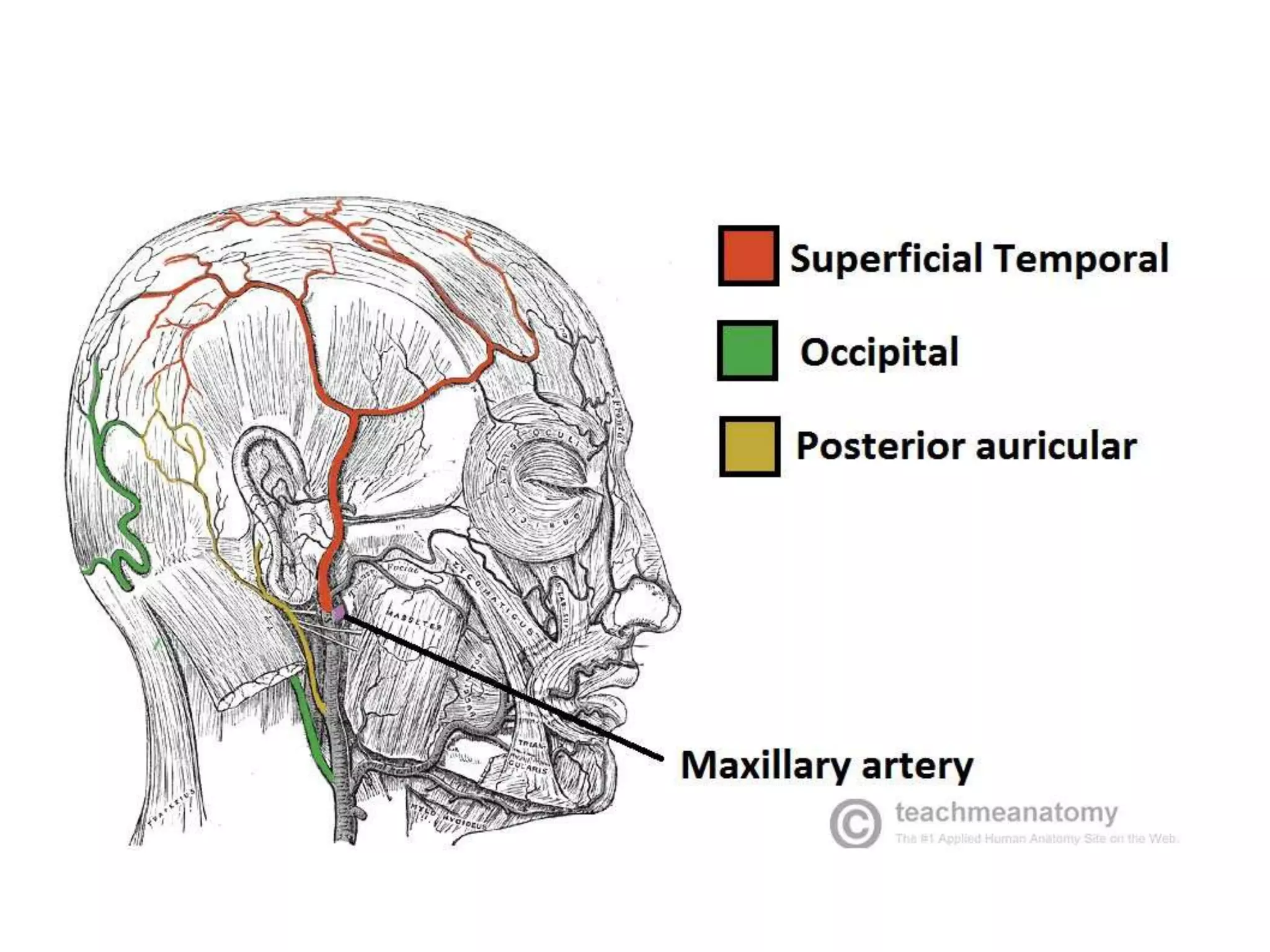 Blood vessels of head and neck.pptx