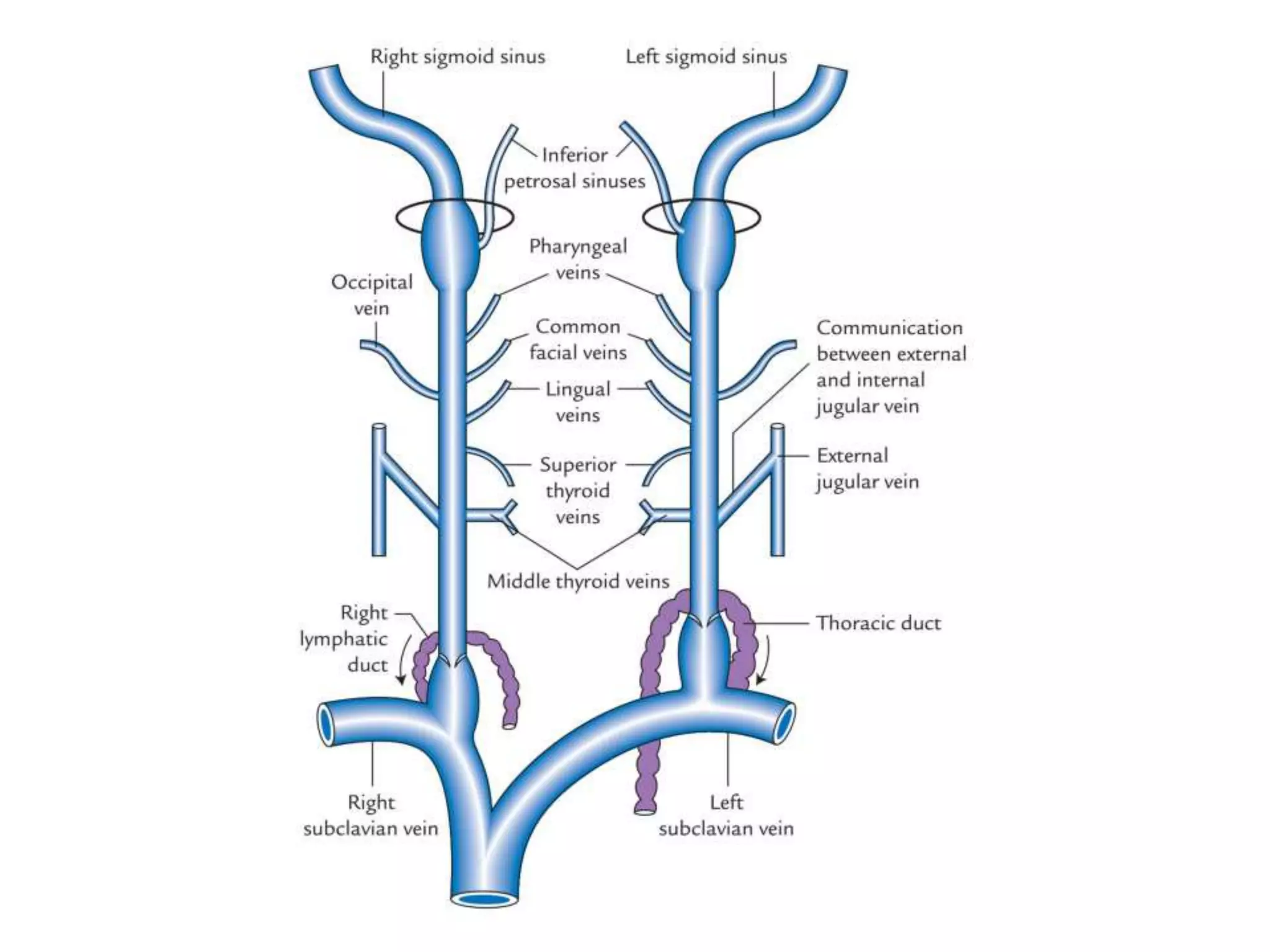 Blood vessels of head and neck.pptx