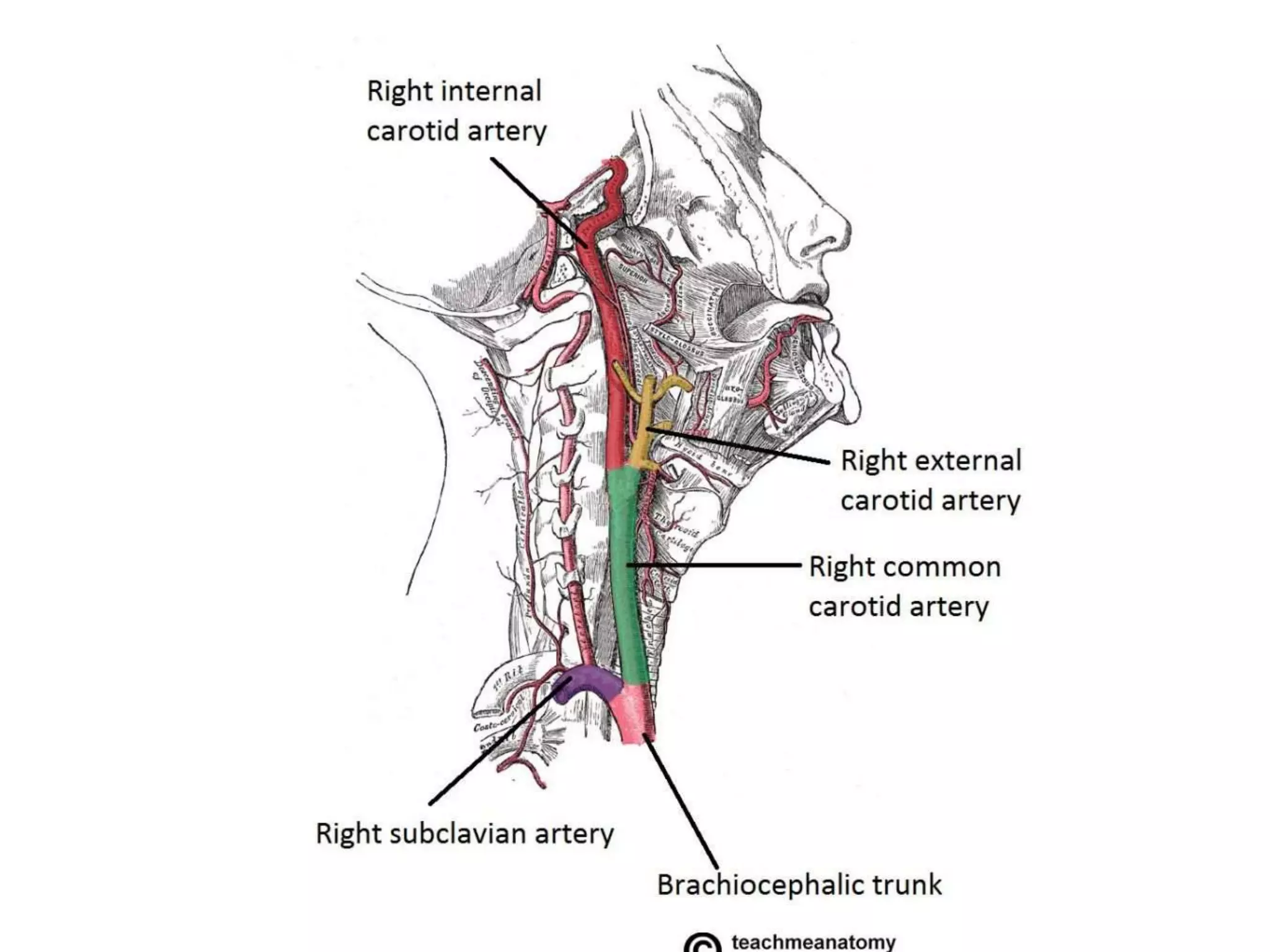 Blood vessels of head and neck.pptx