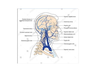 anatomy of the Blood Vessels of head and neck.pptx