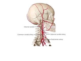 anatomy of the Blood Vessels of head and neck.pptx