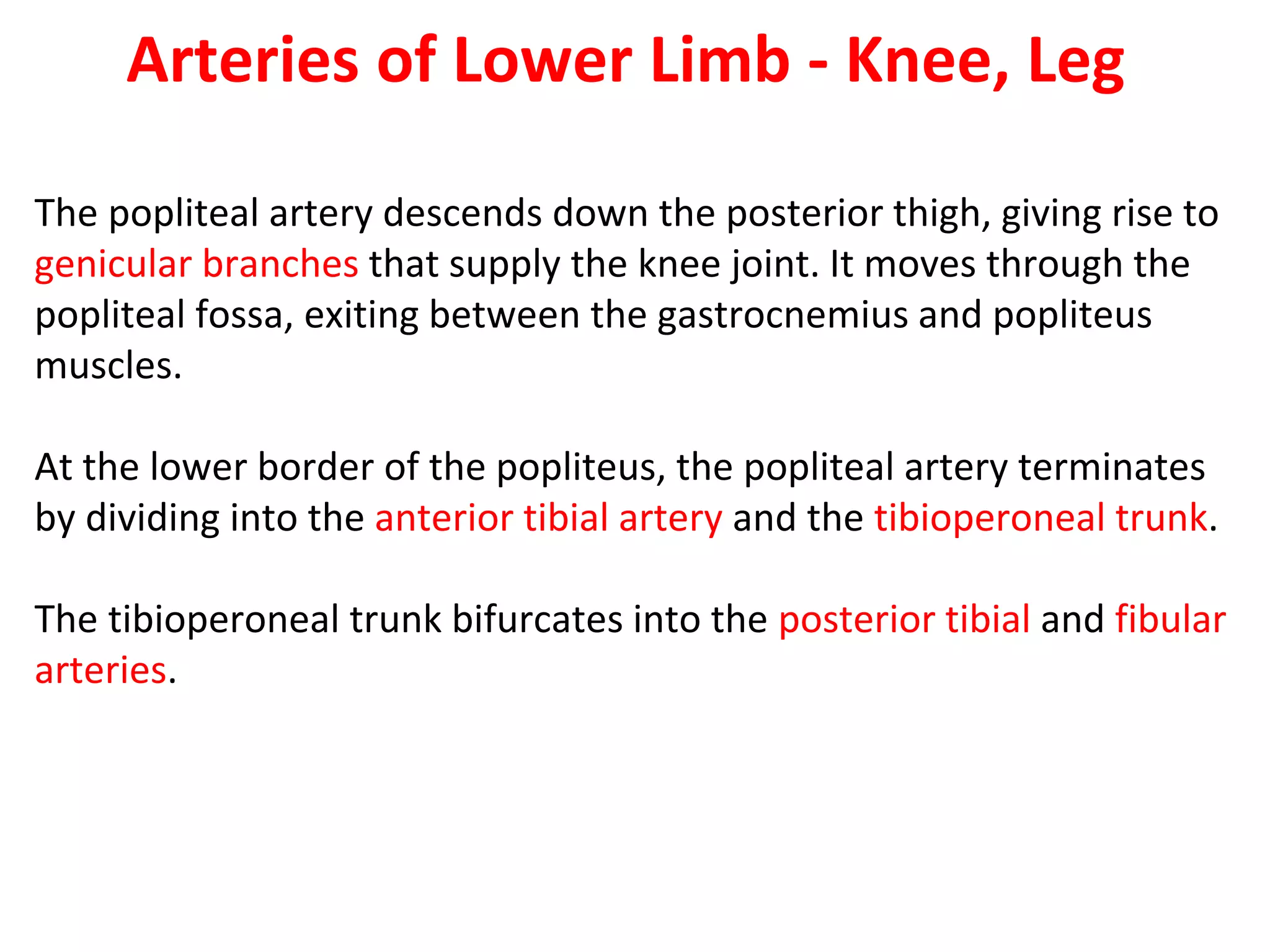 Blood Vessels of Lower Limb.pptx