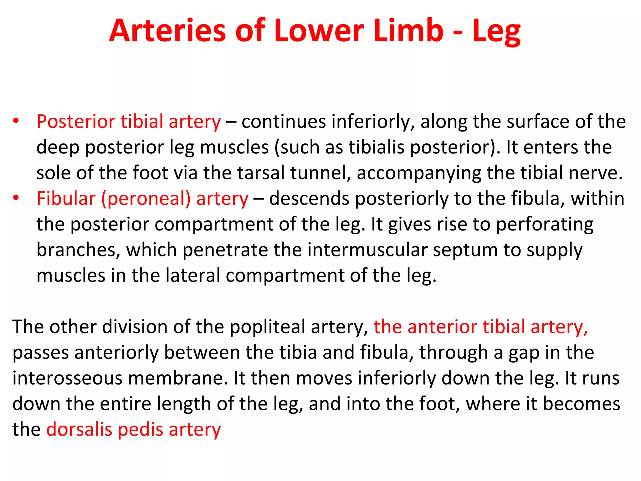 Blood Vessels of Lower Limb.pptx