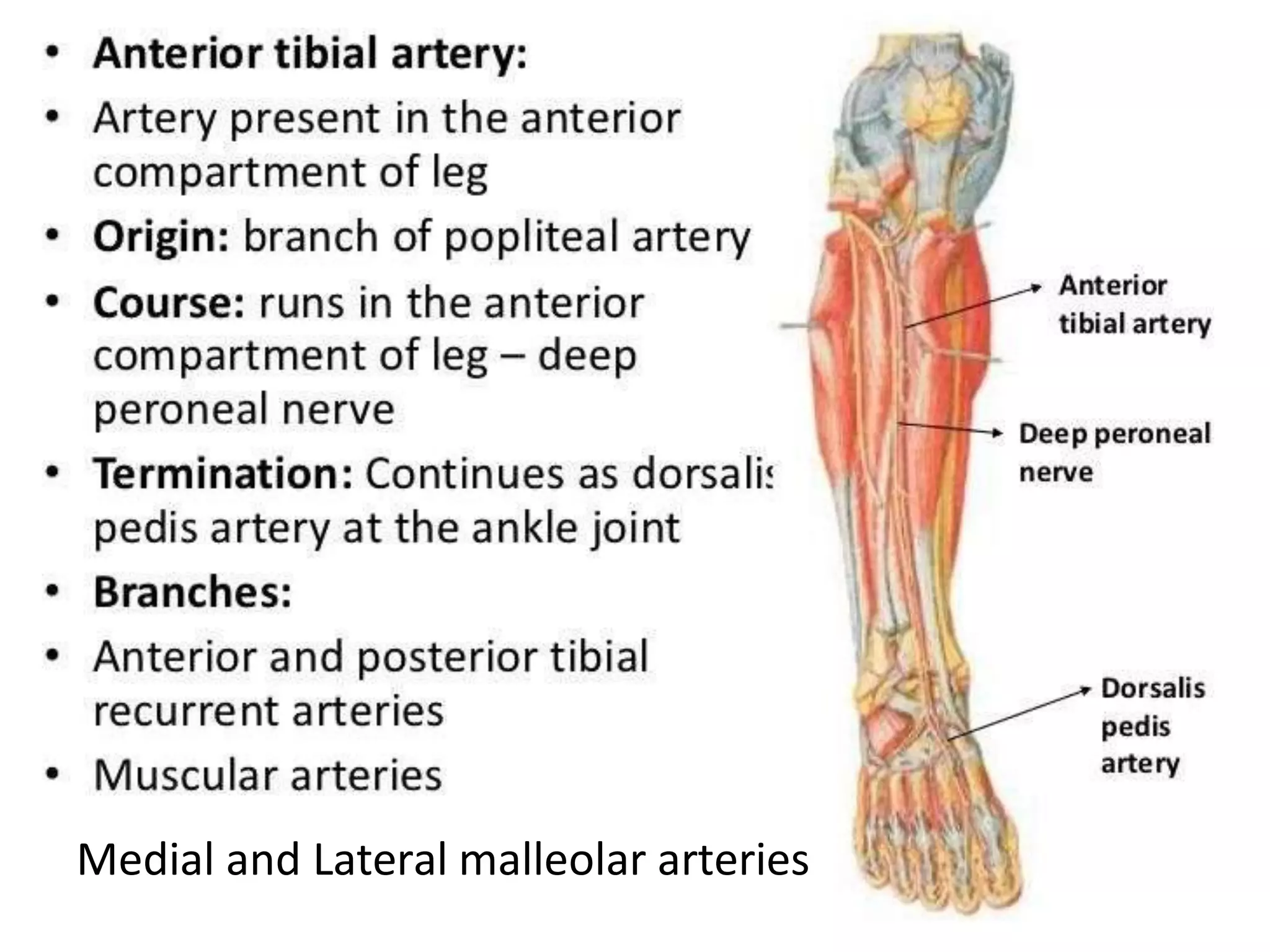 Blood Vessels of Lower Limb.pptx