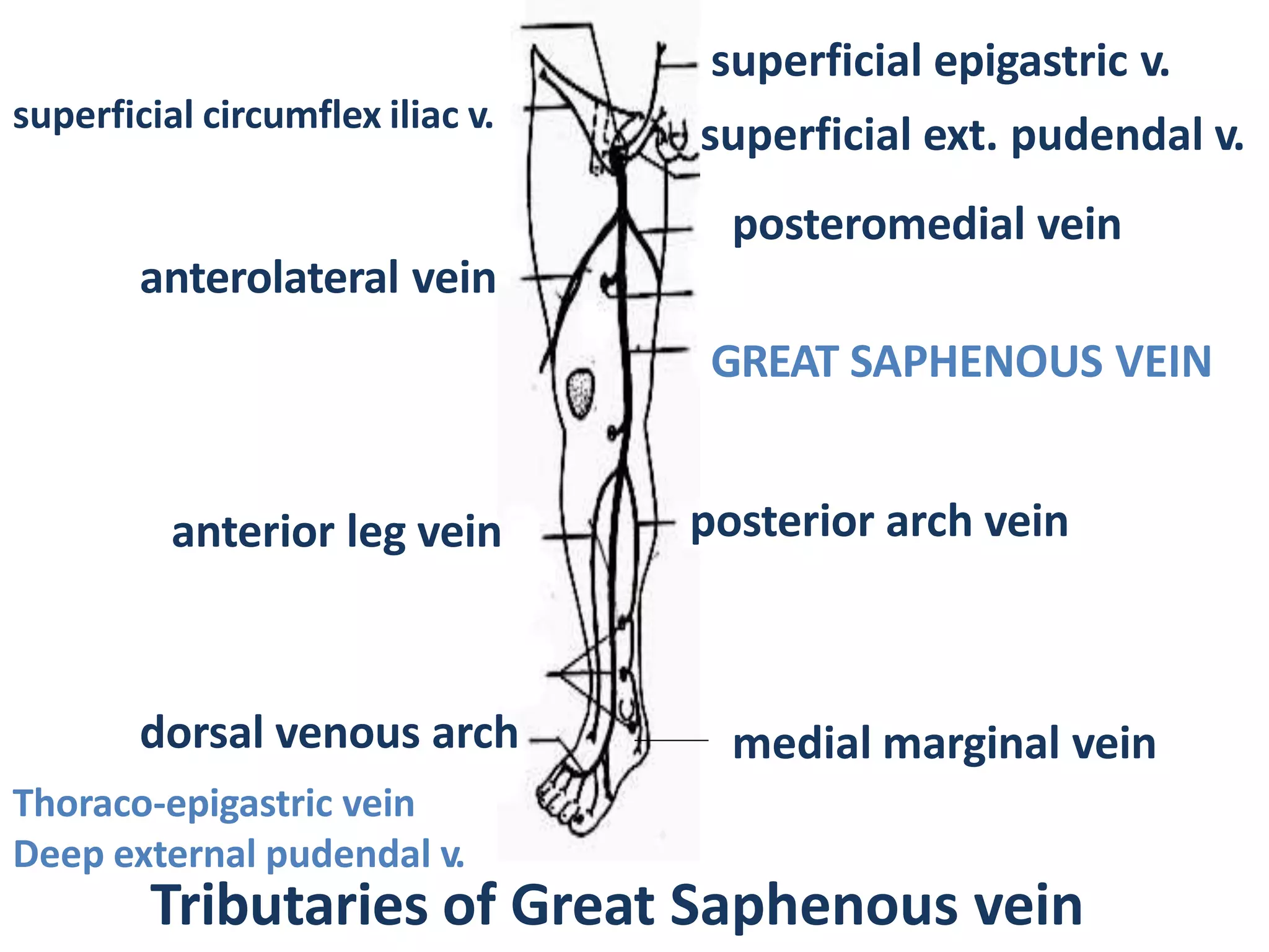 Blood Vessels of Lower Limb.pptx