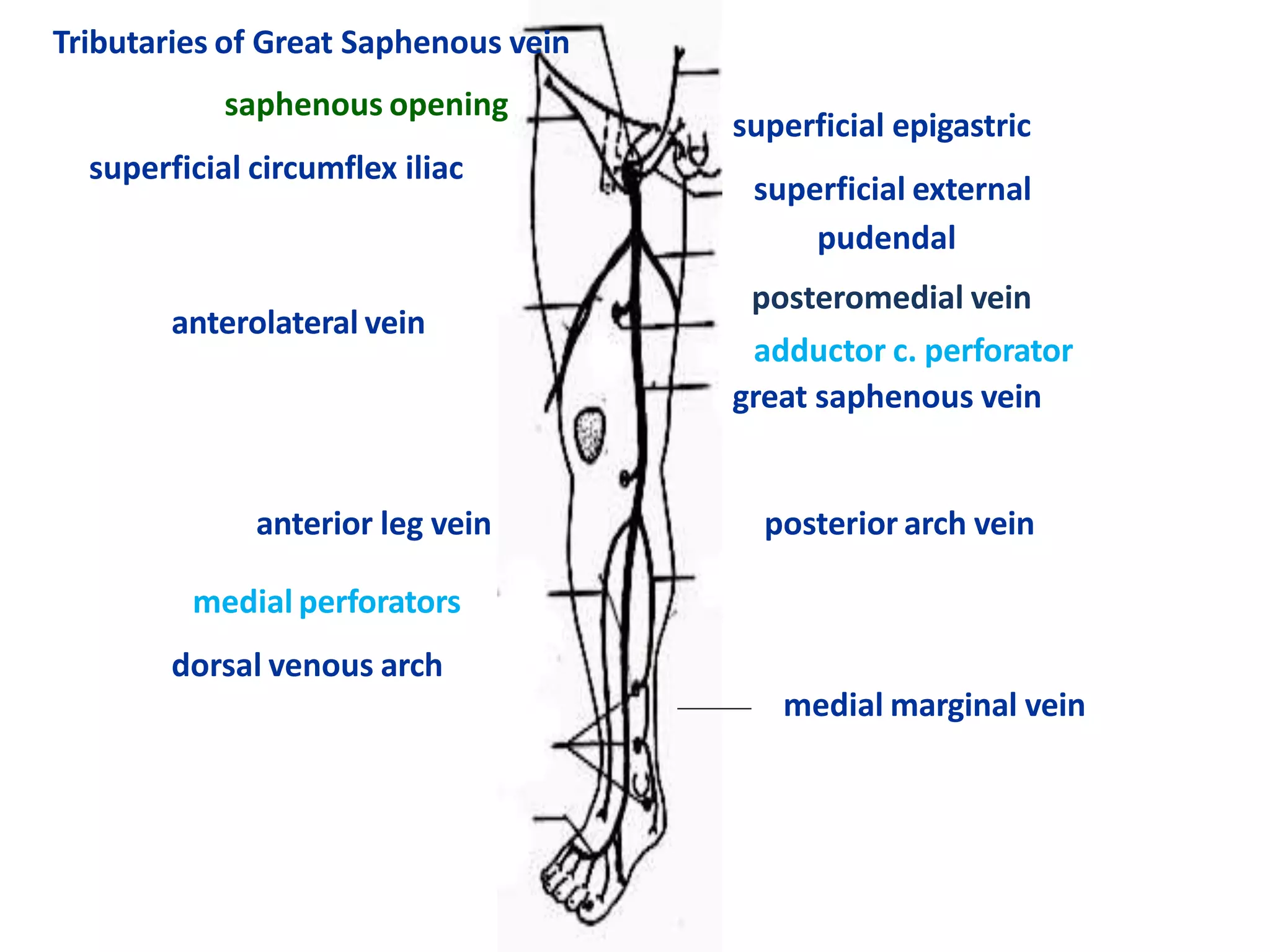 Blood Vessels of Lower Limb.pptx