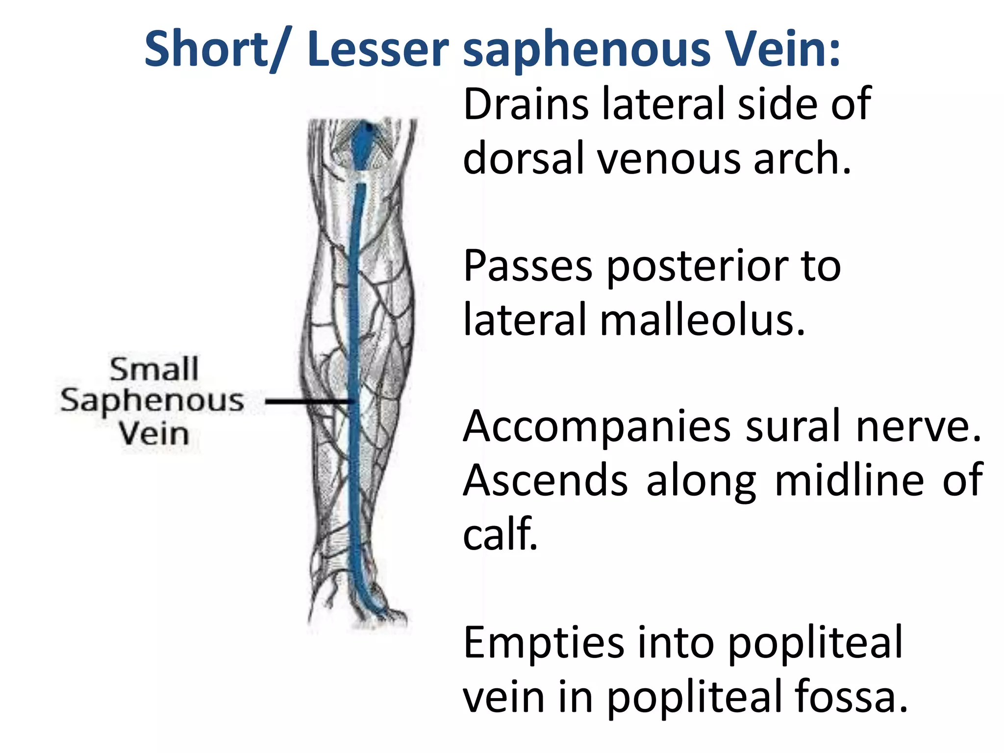 Blood Vessels of Lower Limb.pptx