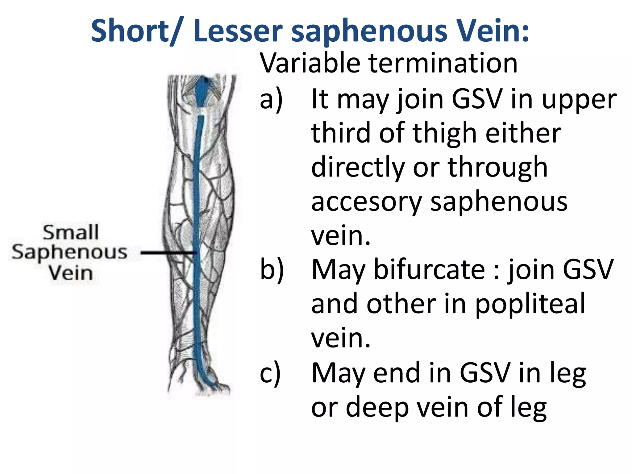 Blood Vessels of Lower Limb.pptx
