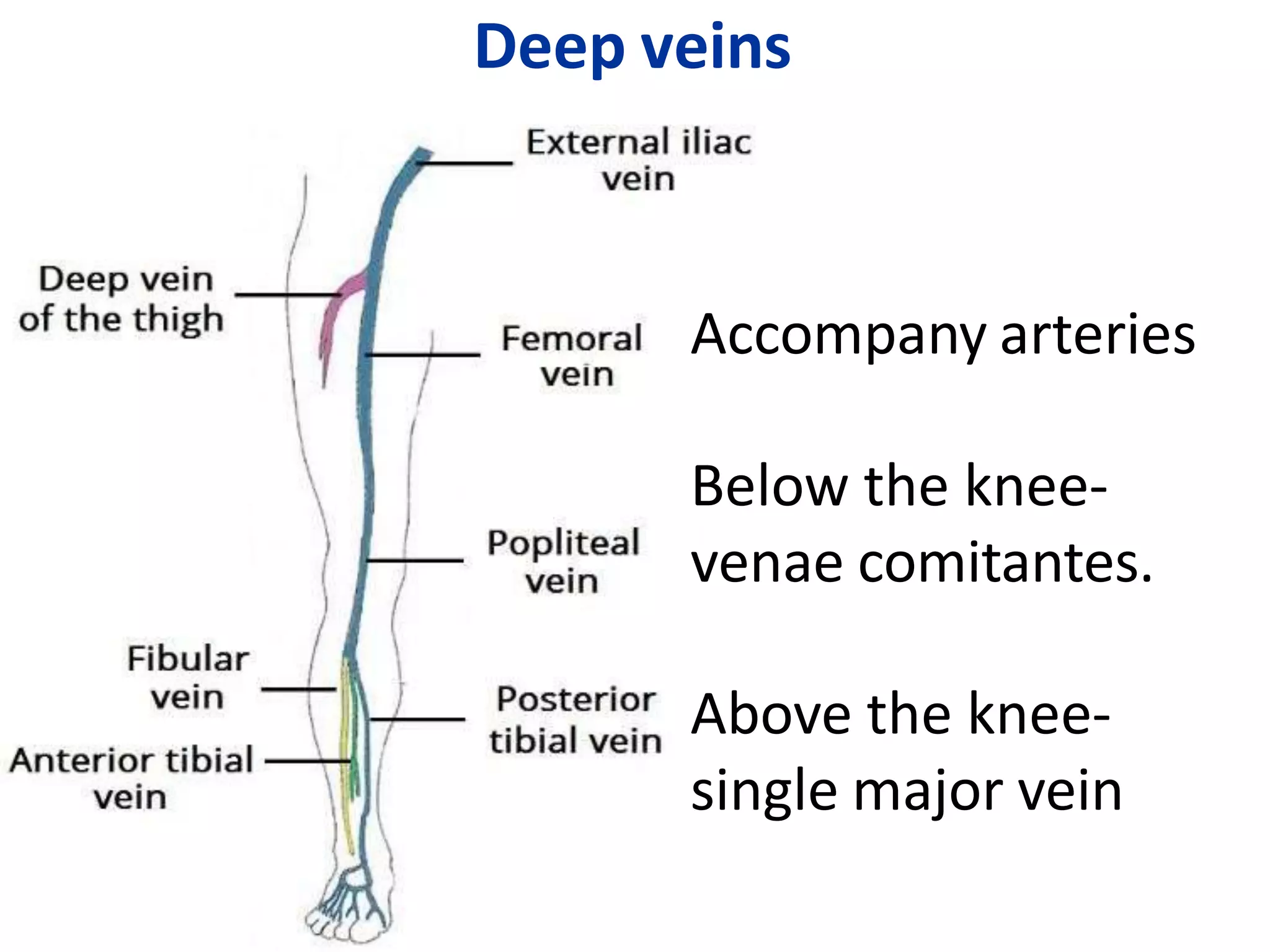 Blood Vessels of Lower Limb.pptx