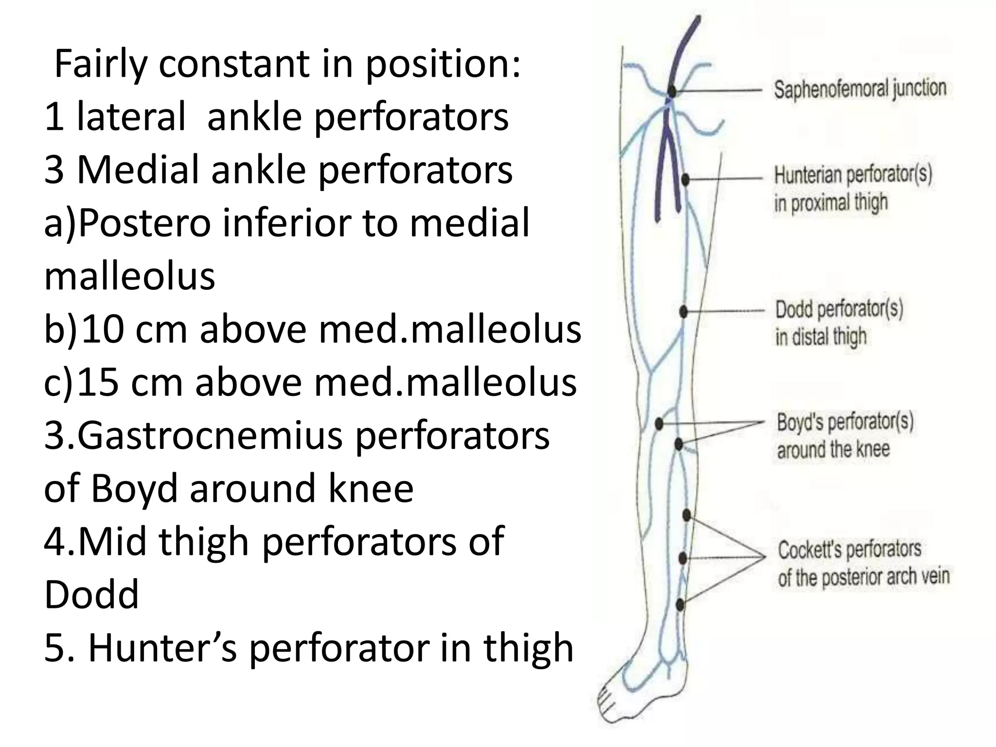 Blood Vessels of Lower Limb.pptx