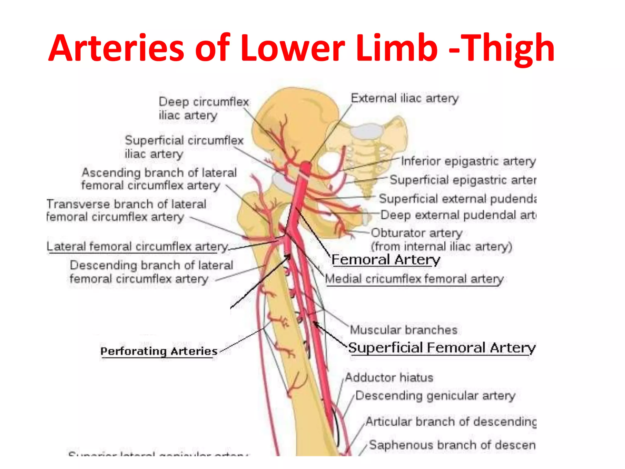 Blood Vessels of Lower Limb.pptx