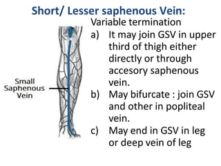 Blood Vessels of Lower Limb.pptx