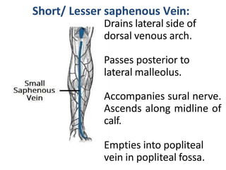 Popliteal Vein Cat