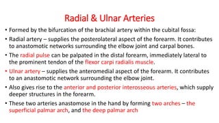 Blood vessels of Upper Limb.pptx