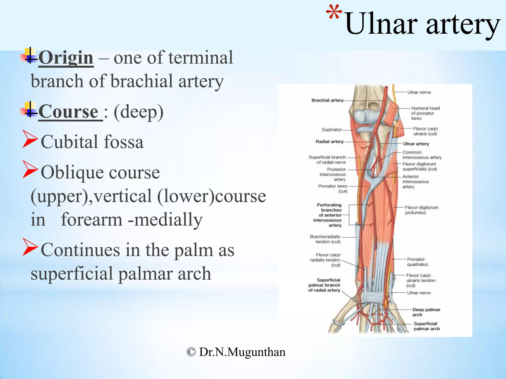 Blood vessels of upper limb - pdf lecture notes by Dr.N.Mugunthan | PDF