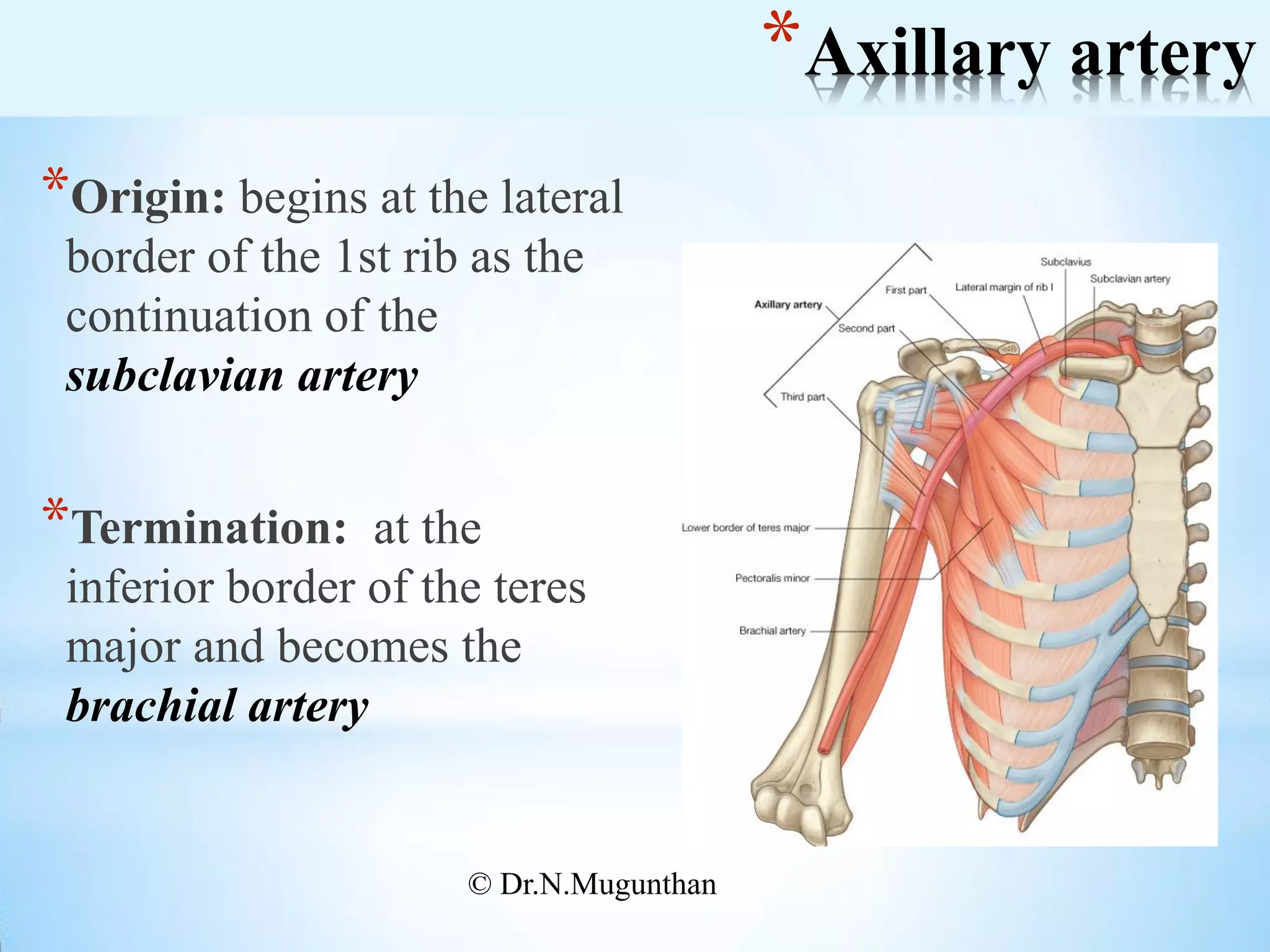 Blood vessels of upper limb - pdf lecture notes by Dr.N.Mugunthan | PDF