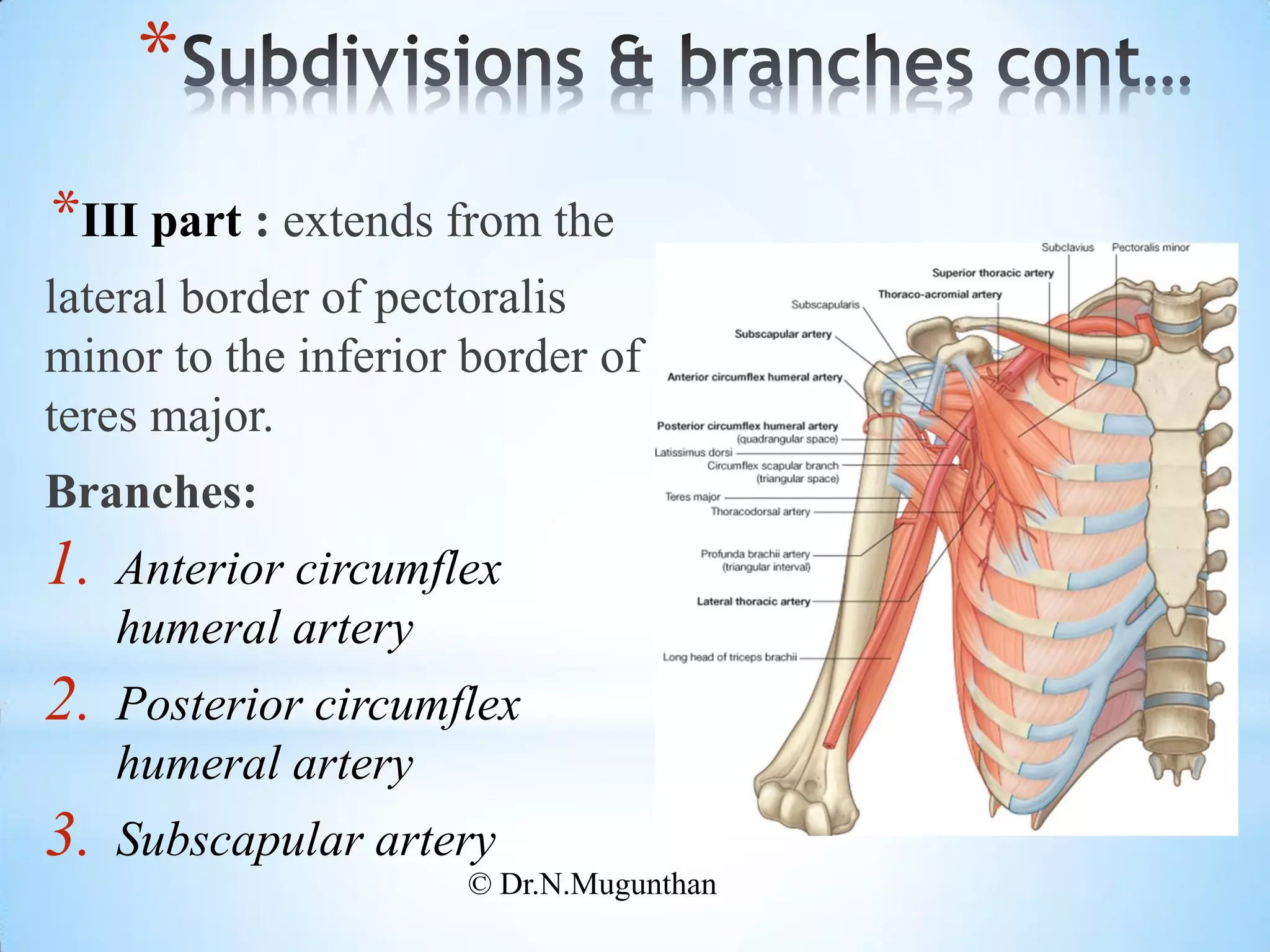 Blood vessels of upper limb - pdf lecture notes by Dr.N.Mugunthan | PDF