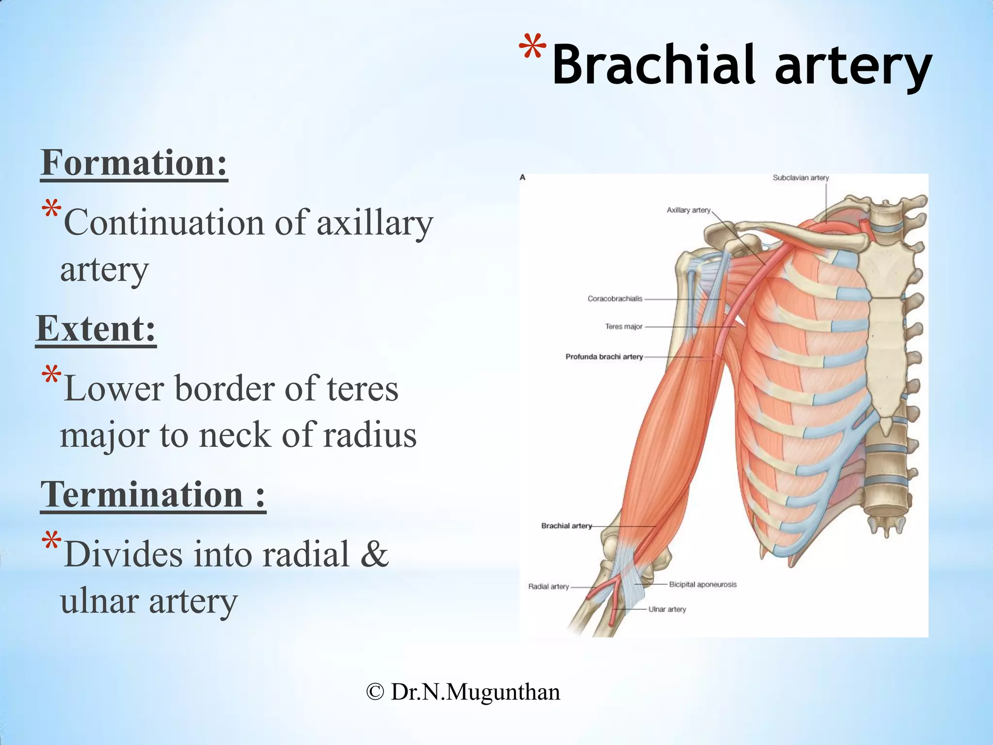 Blood vessels of upper limb - pdf lecture notes by Dr.N.Mugunthan | PDF