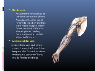 Blood vessels of upper limb bsc nursing | PPT | Death, Injury, or ...