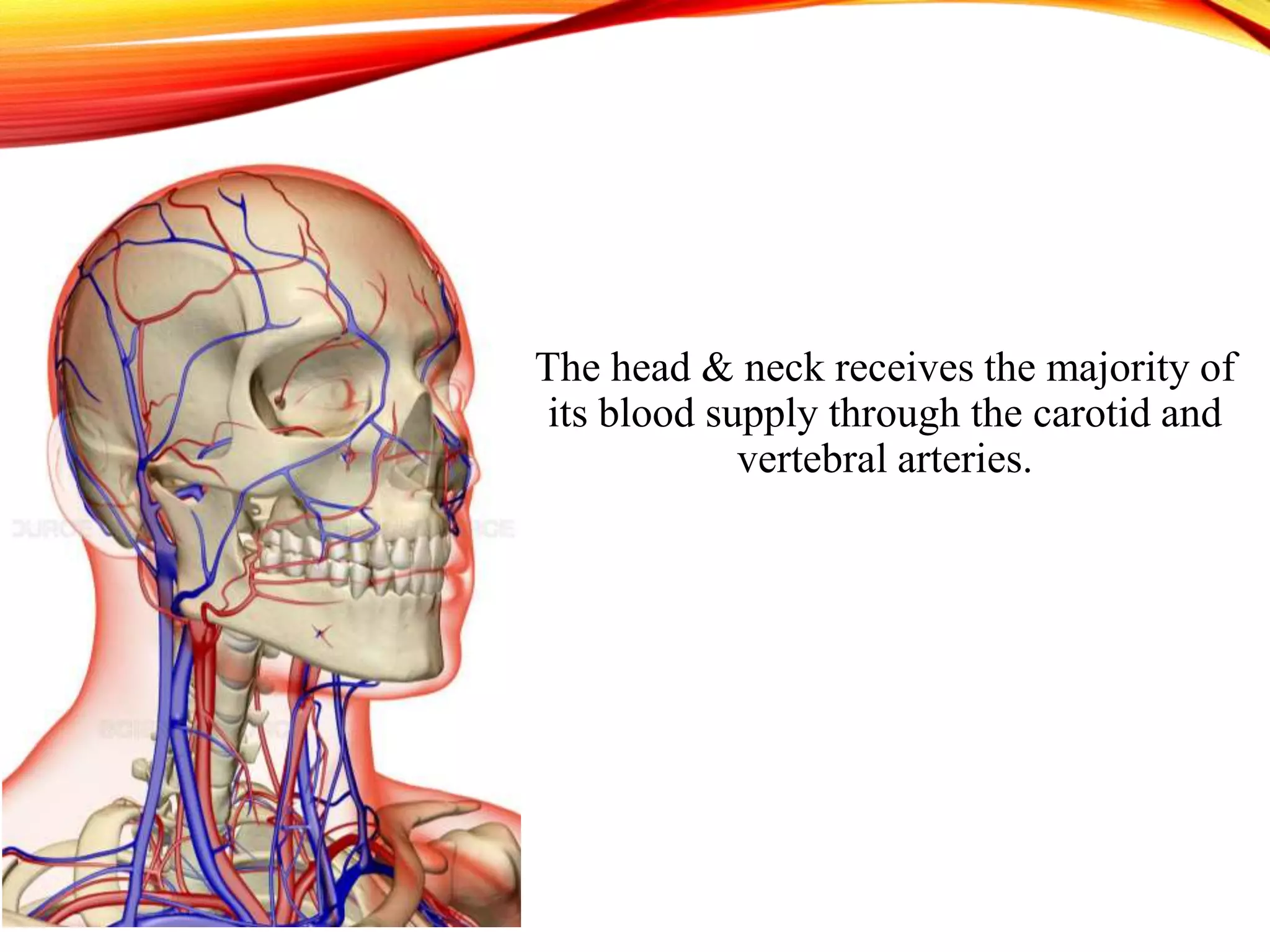 Blood vessels of head & neck | PPTX