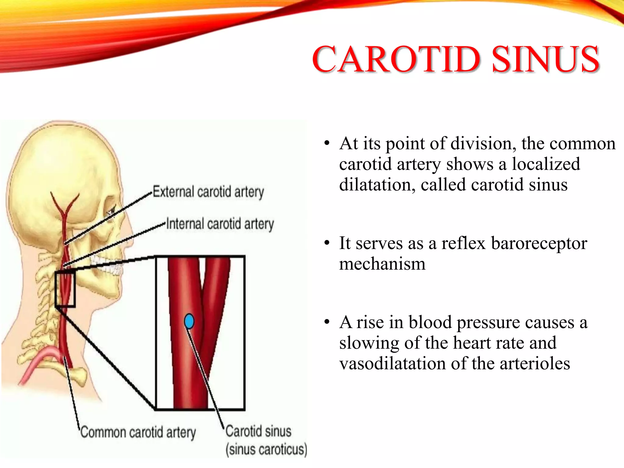 Blood vessels of head & neck | PPTX