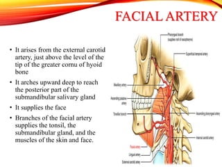 Blood vessels of head & neck | PPTX