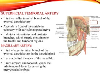 Blood vessels of head & neck | PPTX