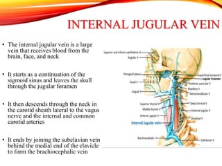 Blood vessels of head & neck | PPTX