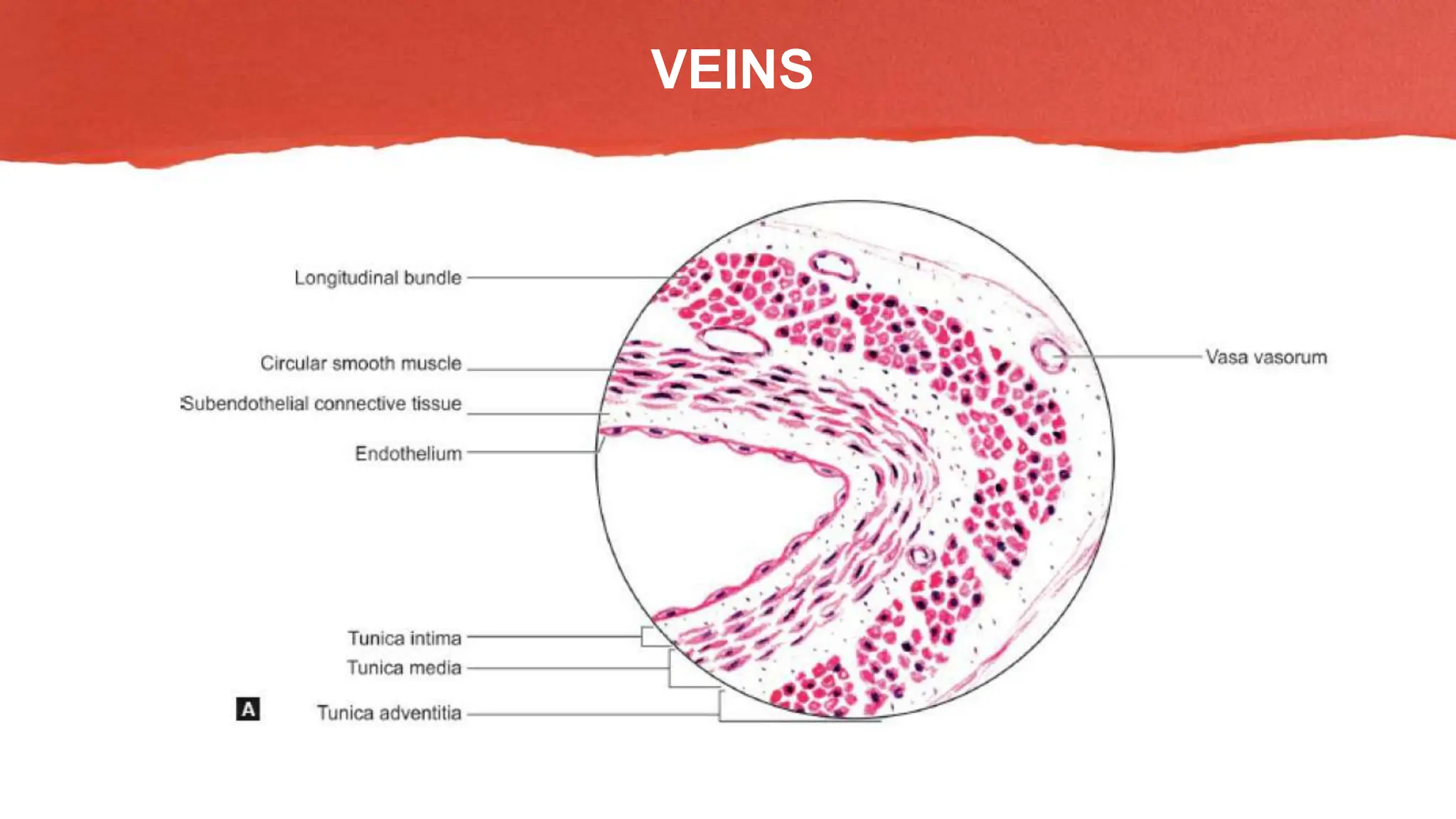 HISTOLOGY ANATOMY BLOOD VESSLES ANATOMY.pptx