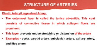 HISTOLOGY ANATOMY BLOOD VESSLES ANATOMY.pptx