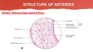 HISTOLOGY ANATOMY BLOOD VESSLES ANATOMY.pptx