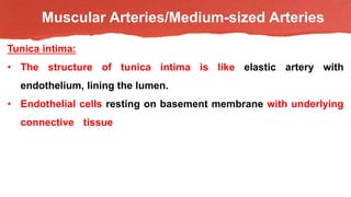 HISTOLOGY ANATOMY BLOOD VESSLES ANATOMY.pptx
