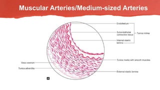 HISTOLOGY ANATOMY BLOOD VESSLES ANATOMY.pptx