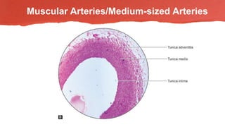 HISTOLOGY ANATOMY BLOOD VESSLES ANATOMY.pptx