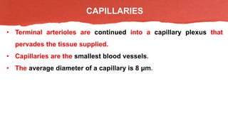 HISTOLOGY ANATOMY BLOOD VESSLES ANATOMY.pptx