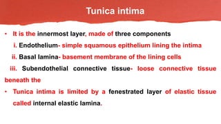 HISTOLOGY ANATOMY BLOOD VESSLES ANATOMY.pptx