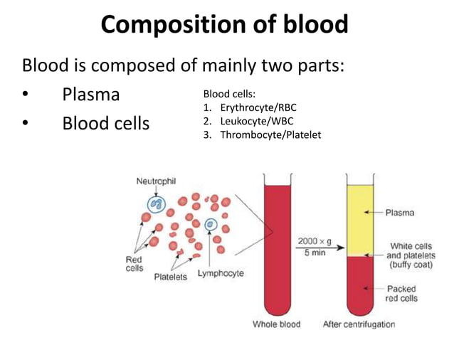 Blood/White Blood Cells/Fluid Connective tissue | PPT