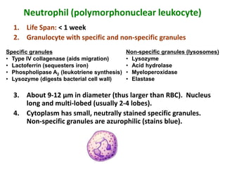Blood/White Blood Cells/Fluid Connective tissue | PPTX