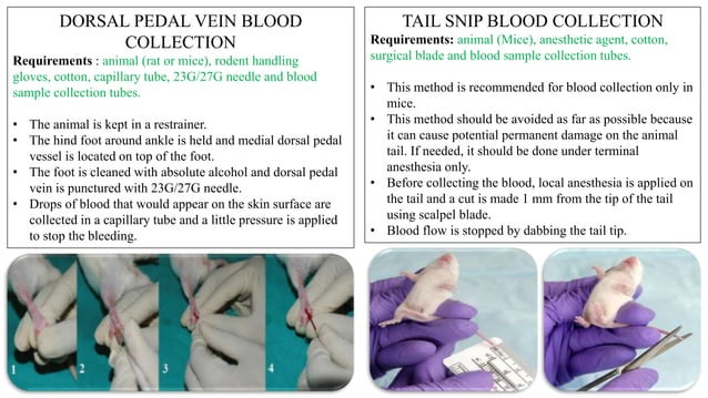 Blood withdrawal techniques from laboratory animals by NIRDESH KUMAR.pptx