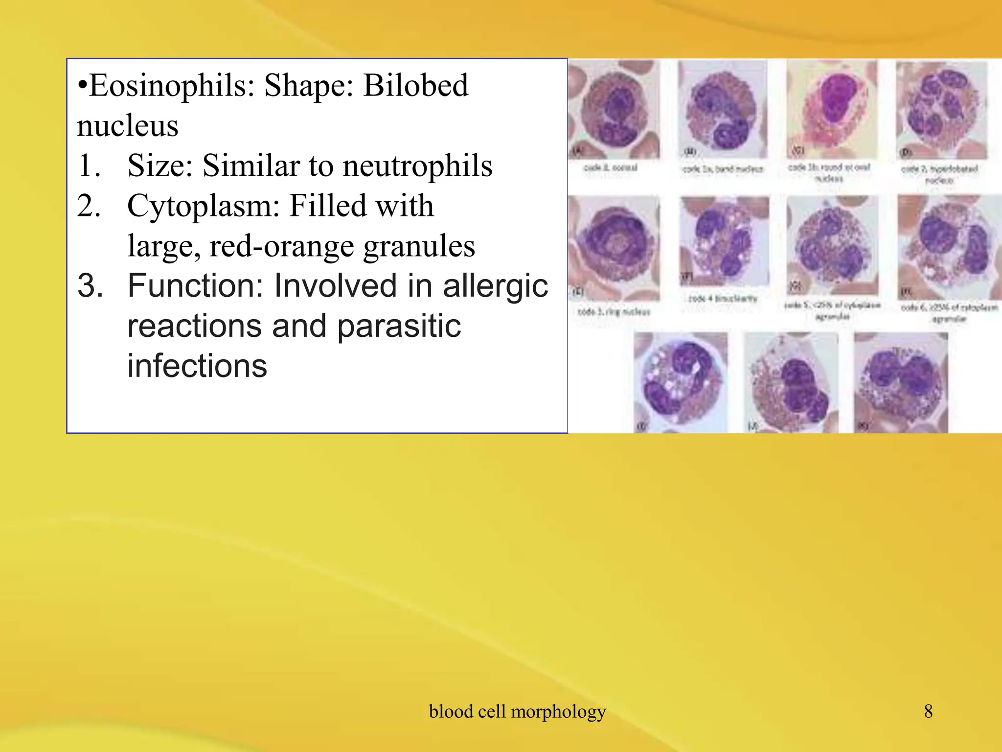 blood cell morphology.pptx