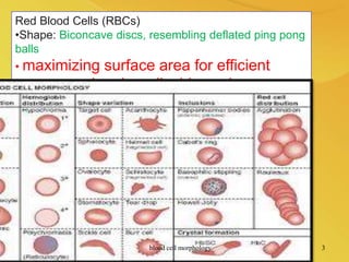 blood cell morphology.pptx