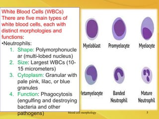blood cell morphology.pptx