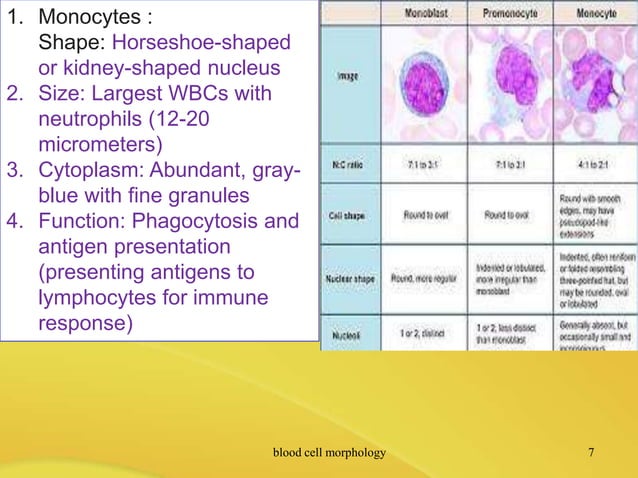 blood cell morphology.pptx