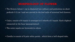 Bloosom biology and hybidizati tech in sapota | PPTX