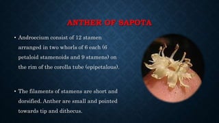 Bloosom biology and hybidizati tech in sapota | PPTX