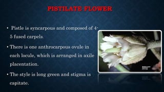 Bloosom biology and hybidizati tech in sapota | PPTX